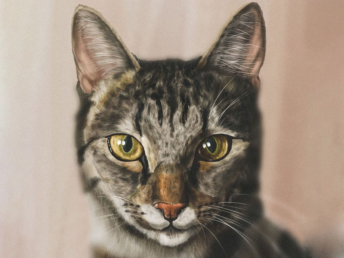 Cute Cartoon Cat Drawing: Add a Touch of Whimsy - Avatoon.net